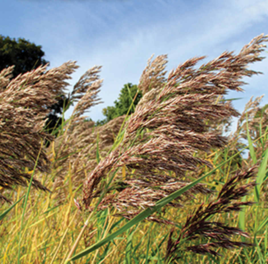 It's in Our Nature! A mini film series featuring: Phragmites ...