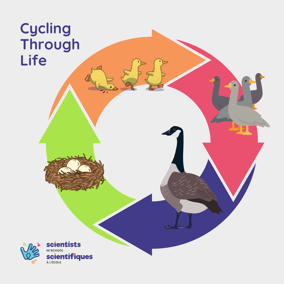 Life Cycle Science for Grade 2 Kids | Scientists in School