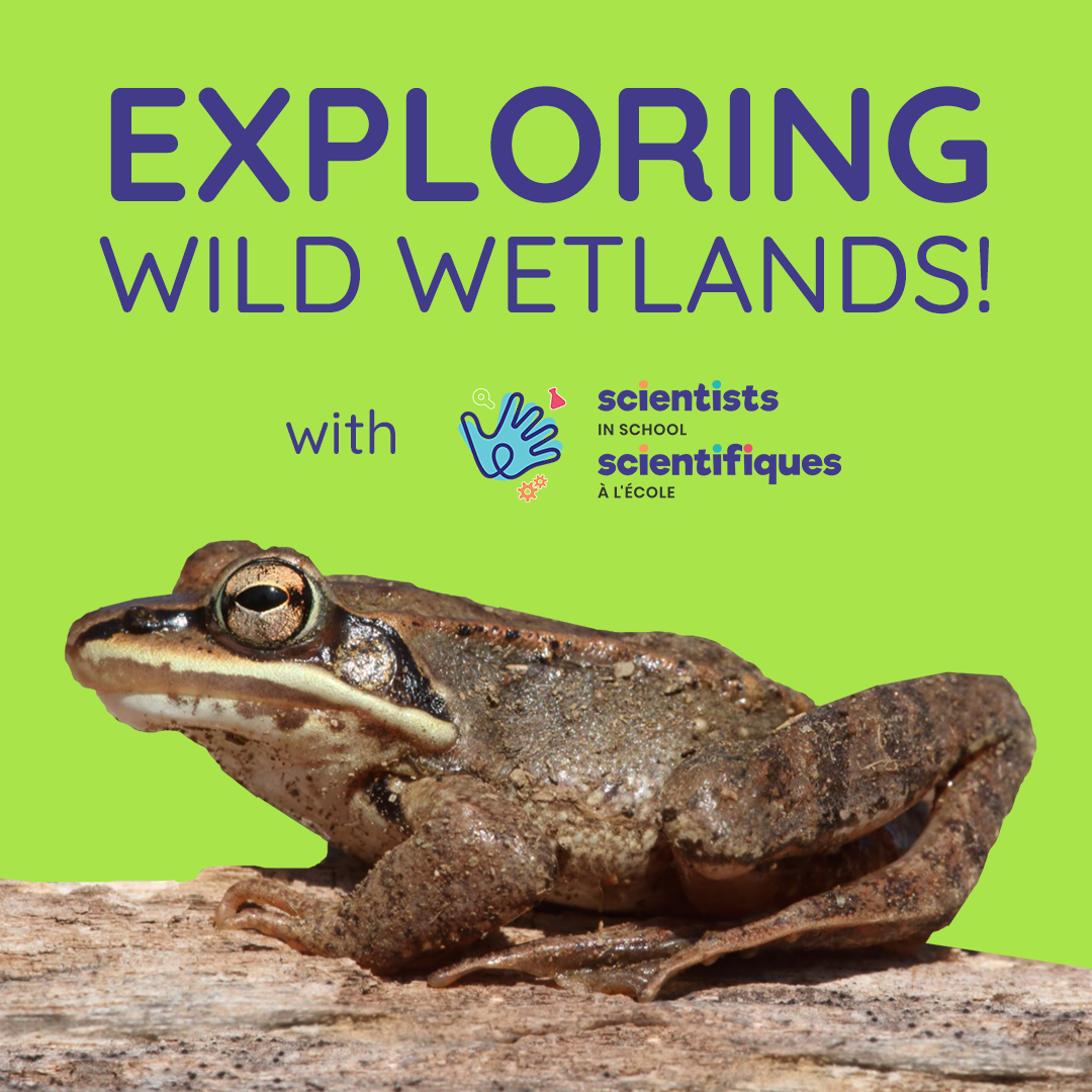 Wetland Wonders! | Scientists in School