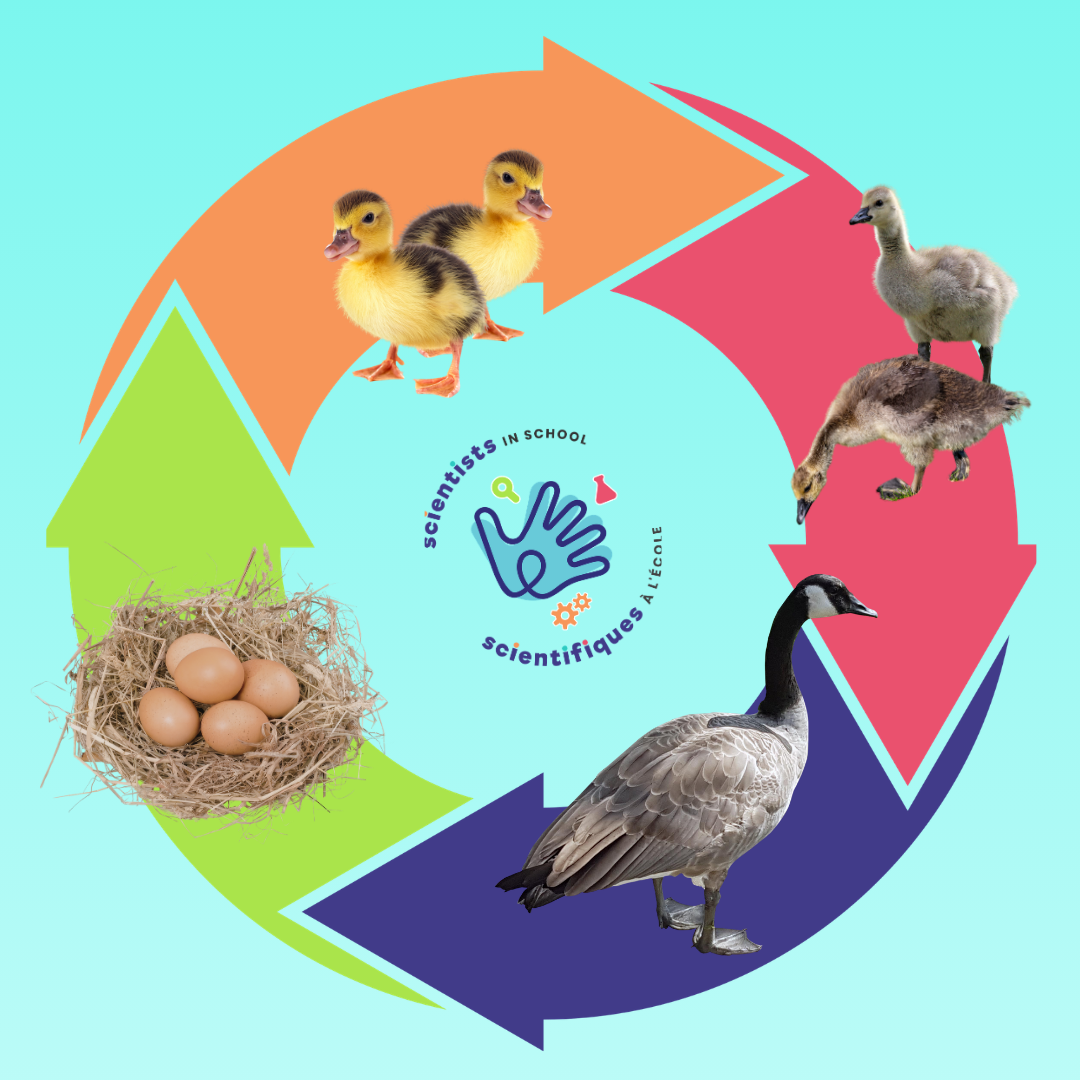 Life Cycle Science for Grade 2 Kids | Scientists in School