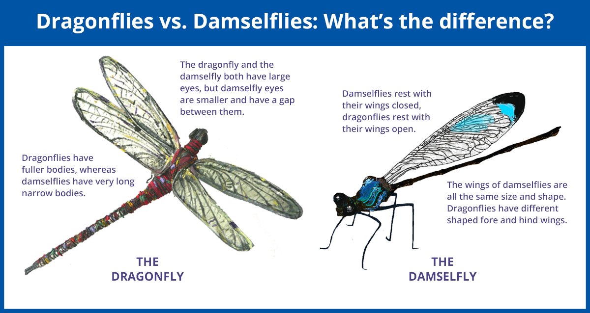 Summertime STEM! | Scientists in School