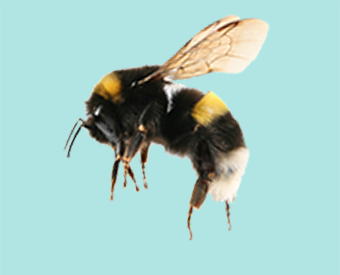 Pollinators Please! | Scientists in School
